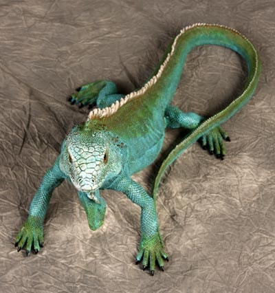Realistic Large Iguana - Globe Imports