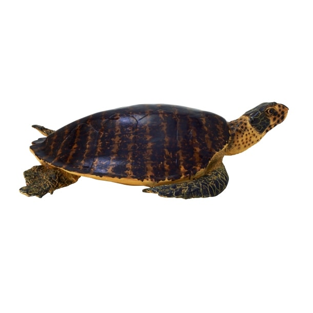 Decorative Realistic Large Sea Turtle - Globe Imports