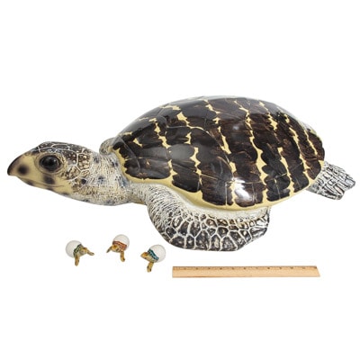 34 Inches Long Decorative Realistic Jumbo Sea Turtle - Globe Imports